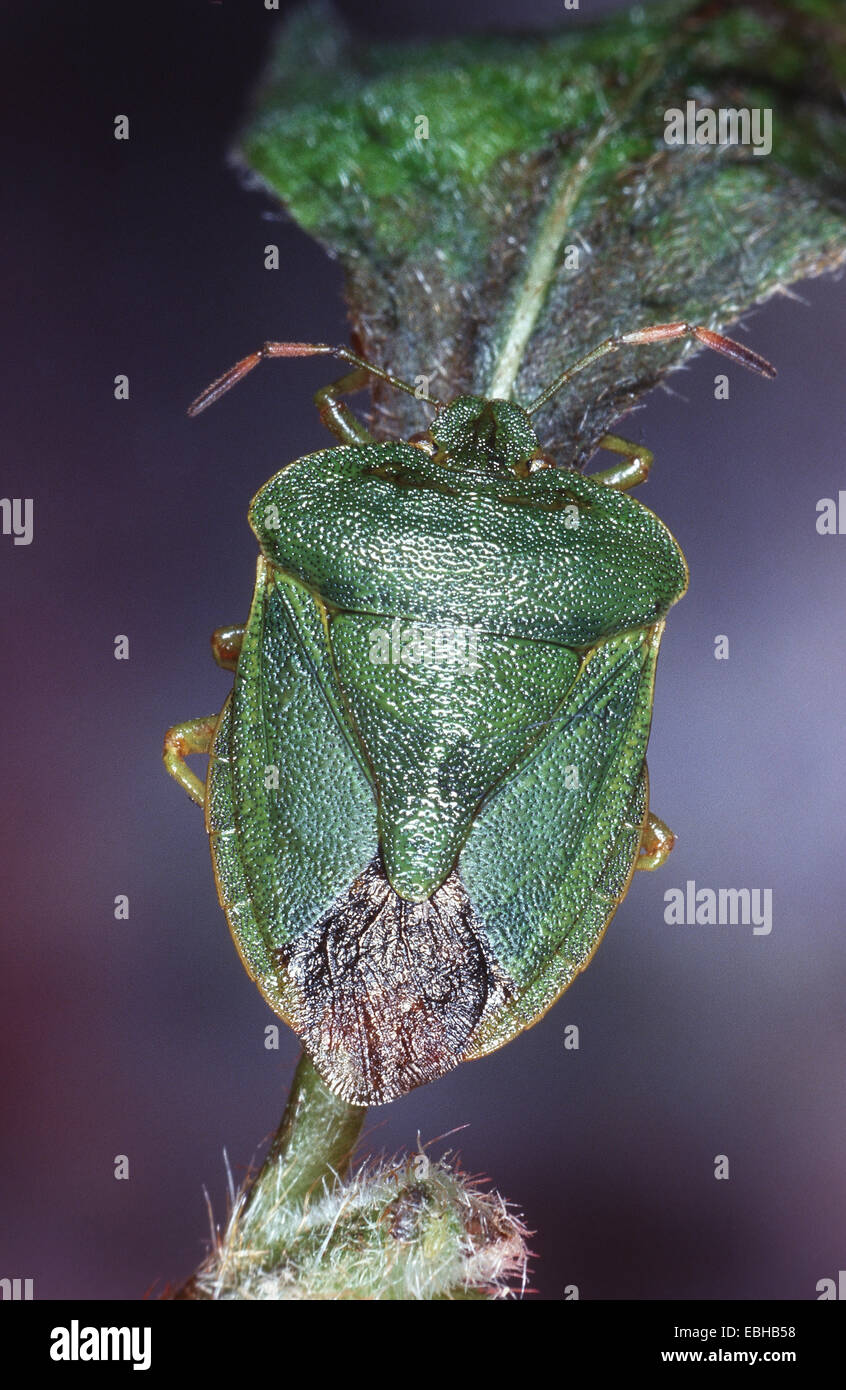 bug (Palomena viridissima Stock Photo - Alamy