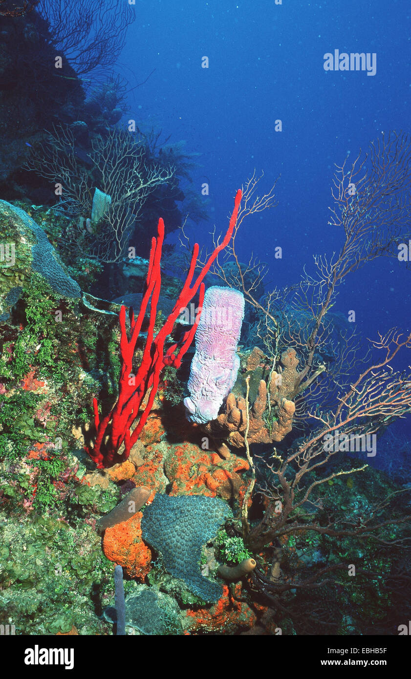 erect rope sponge (Amphimedon compressa), with spongs Stock Photo - Alamy