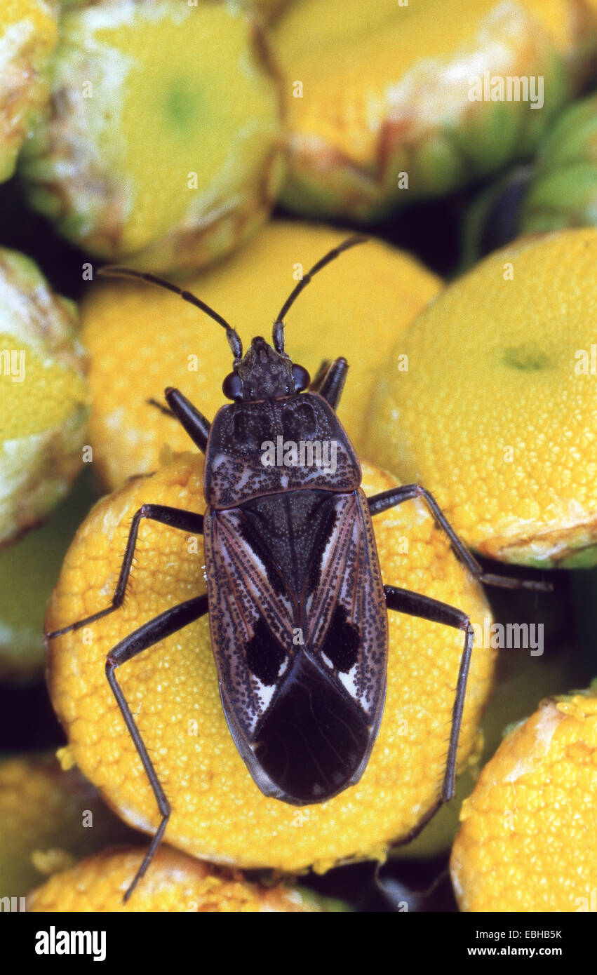 Rhyparochromus pini hi-res stock photography and images - Alamy