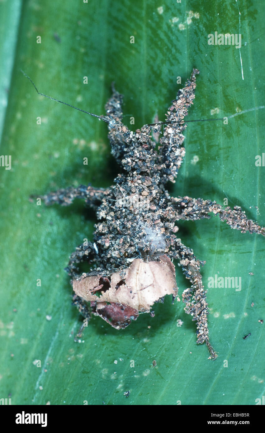 masked hunter bug (fly bug) (Reduvius personatus Stock Photo - Alamy