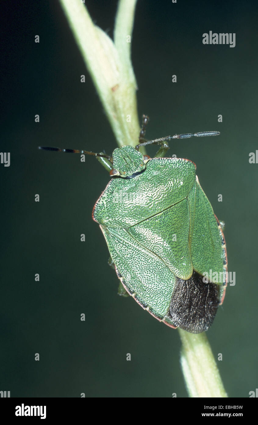 green shield bug, common green shield bug (Palomena prasina Stock Photo ...