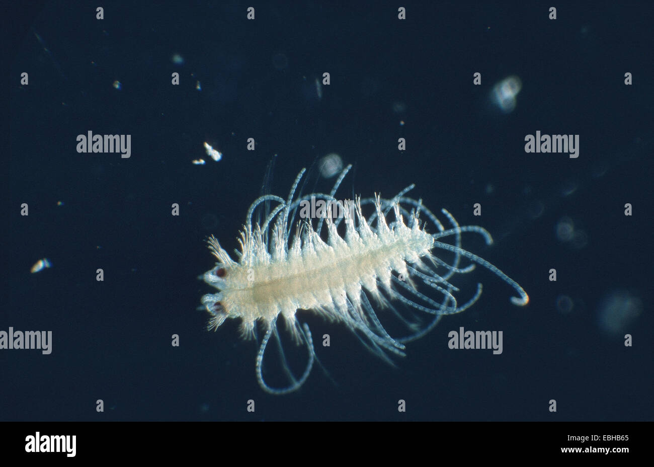 worm (Kefersteinia cirrata Stock Photo - Alamy