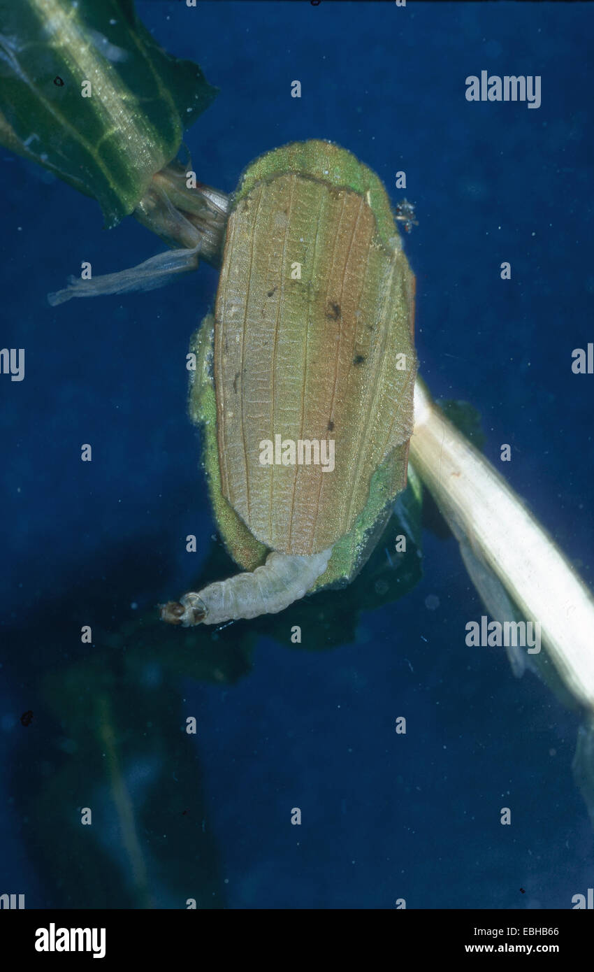 brown China-mark moth, brown China-mark (Nymphula nymphaeata Stock ...