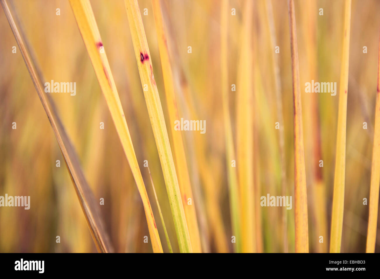 new closeup view of dry autumn grass leaves. seasonal background Stock ...