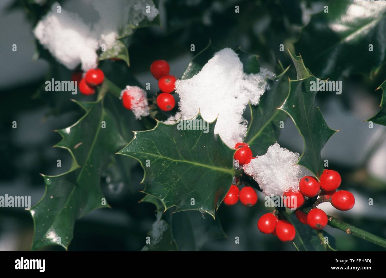 common holly, English holly (Ilex aquifolium Stock Photo - Alamy