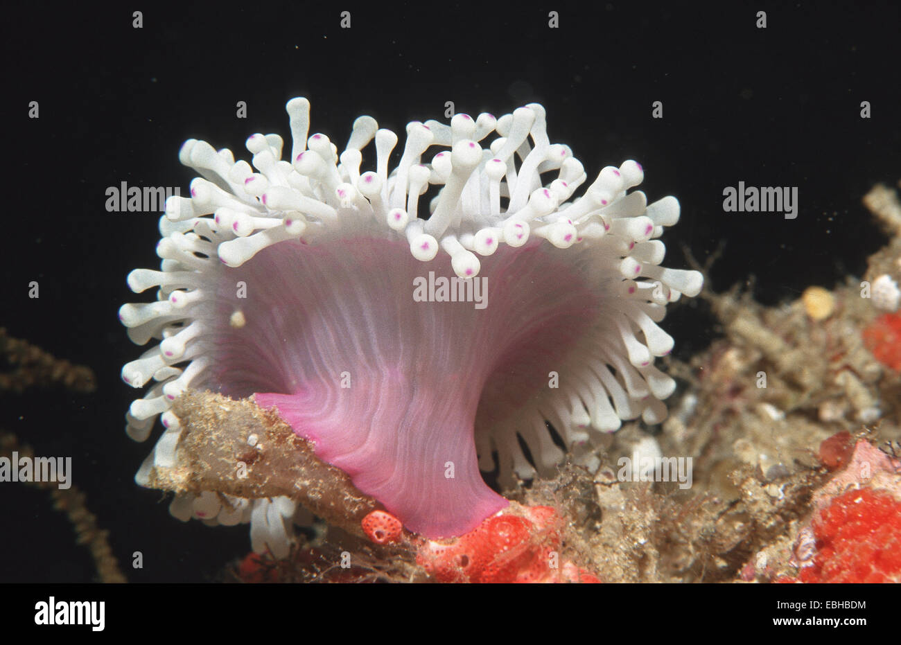 magnificent anemone, magnificent sea anemone (Heteractis magnifica ...