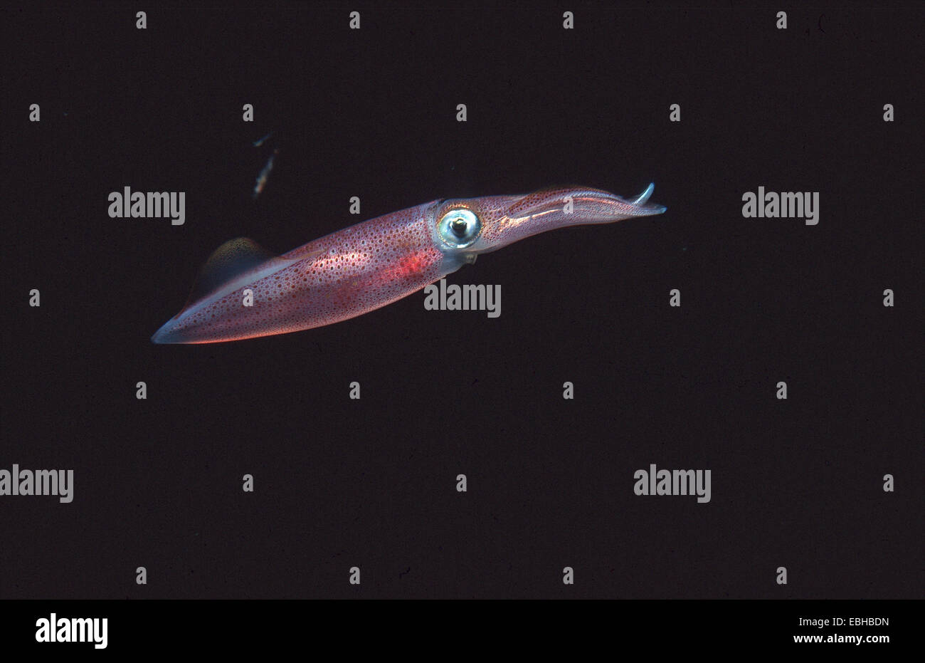 common squid (Loligo vulgaris), night active Stock Photo - Alamy
