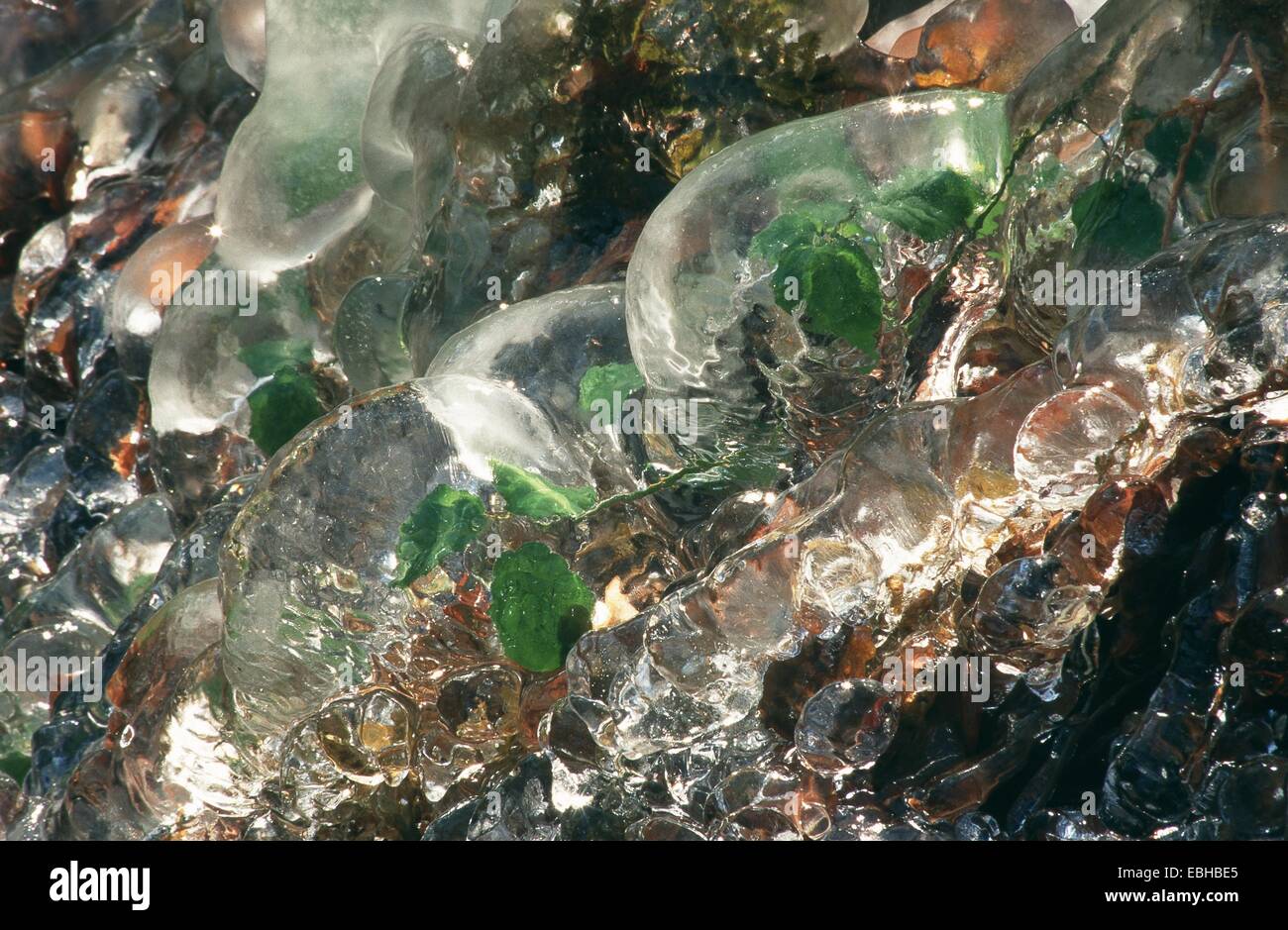 plants, enclosed by frozen water Stock Photo - Alamy