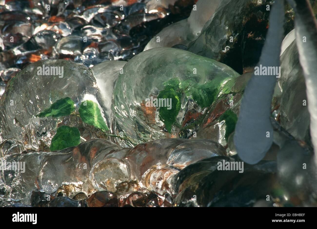 plants, enclosed by frozen water Stock Photo - Alamy