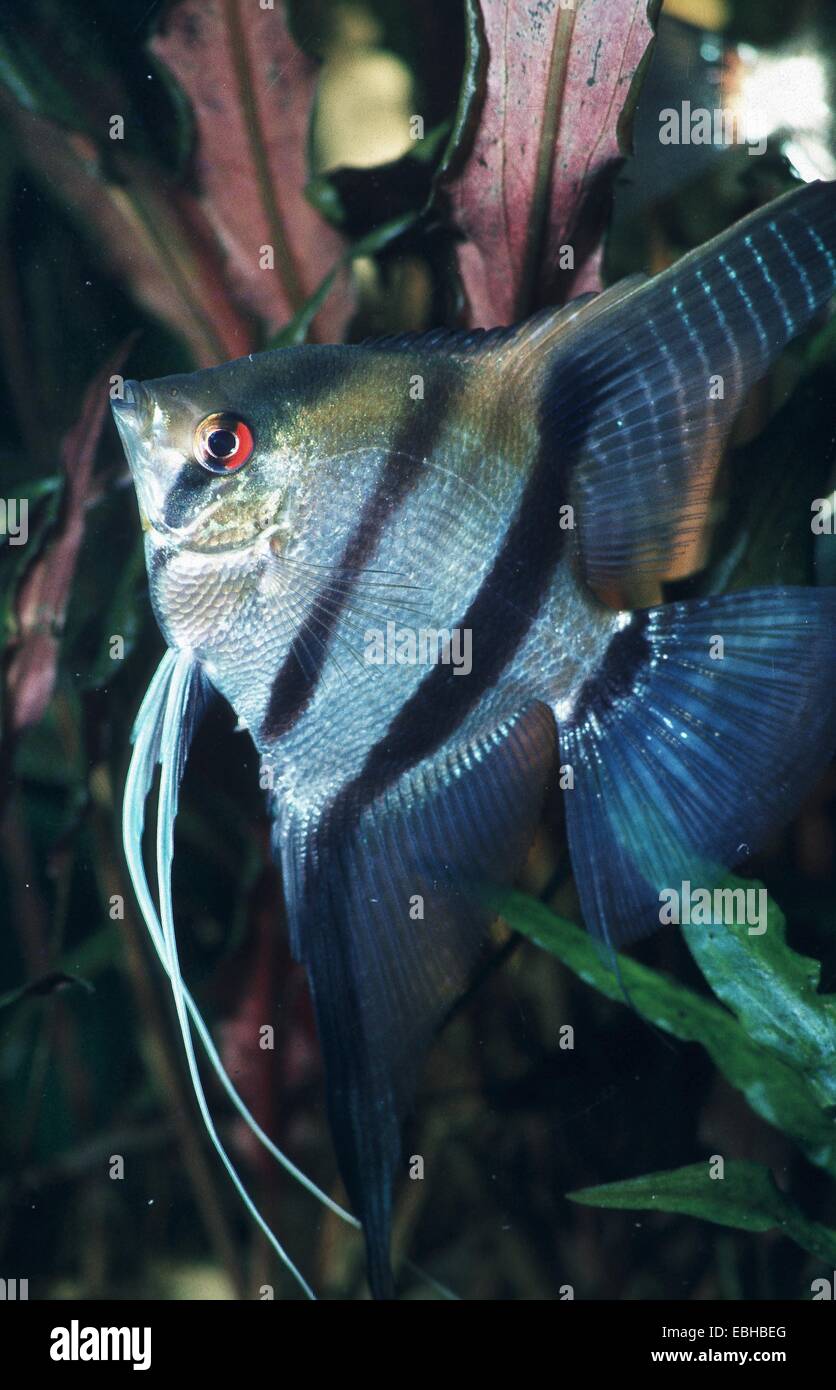 freshwater angelfish, longfin angel fish, black angelfish, scalare ...