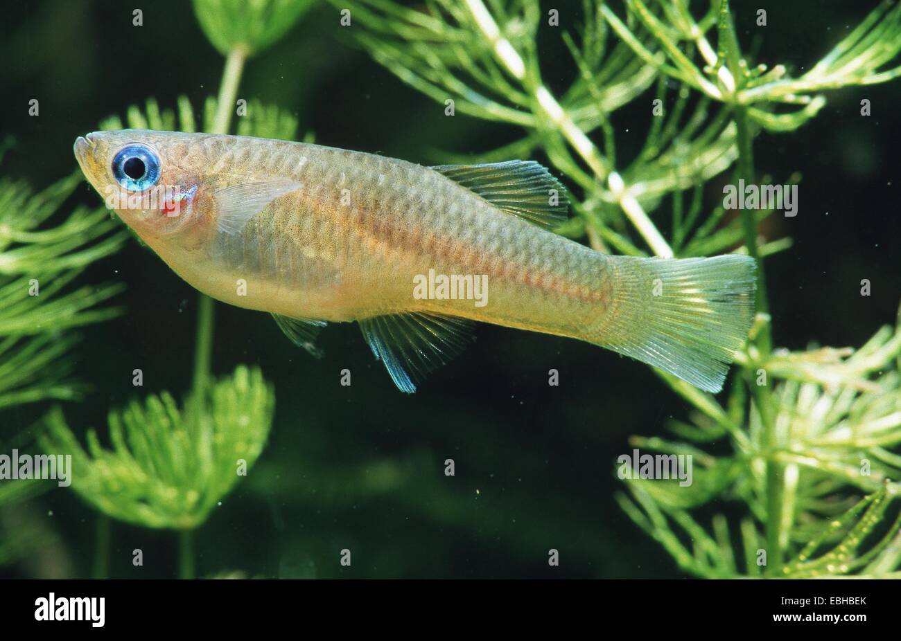 Blue-Eyed Livebearer (Priapella intermedia Stock Photo - Alamy