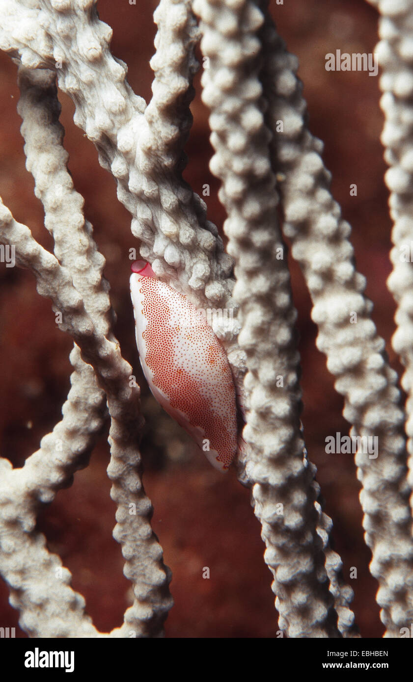 gorgonian simnia* (Simnia spelta), camouflage Stock Photo - Alamy