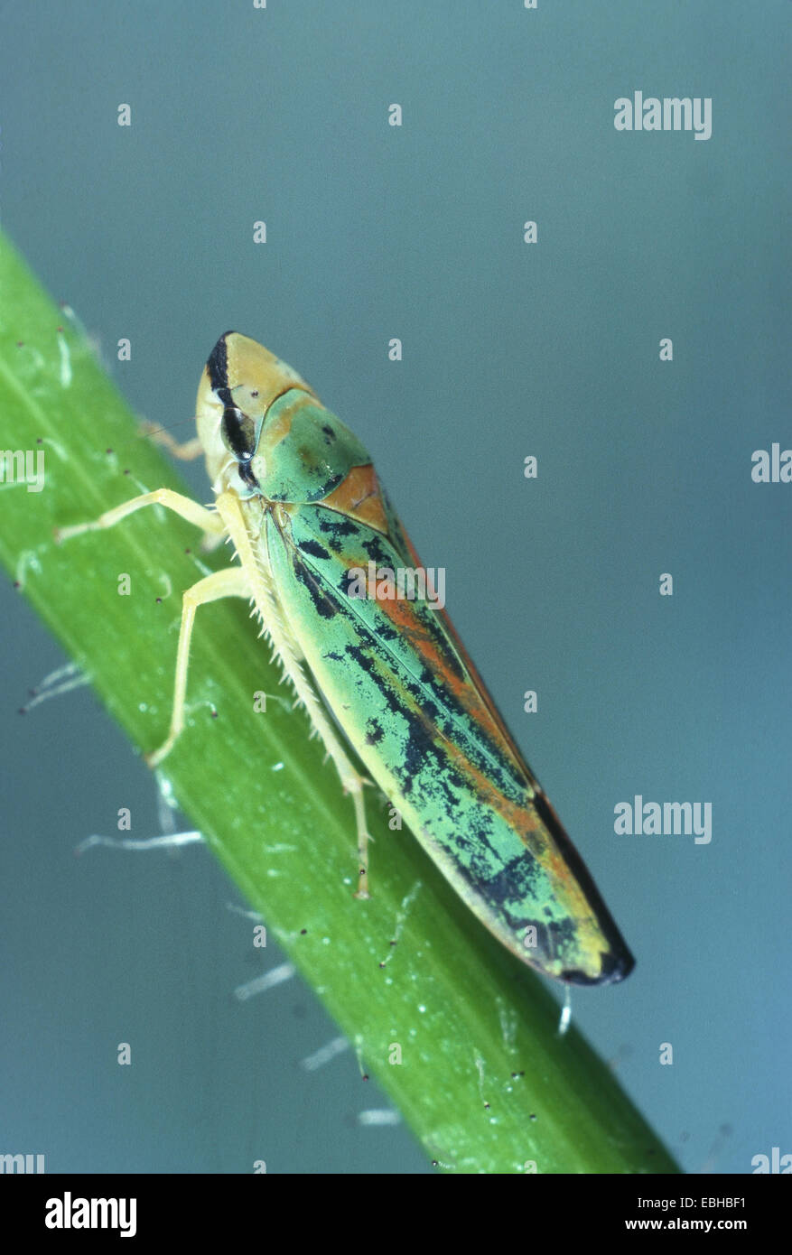 cicada (Graphocephala fennahi Stock Photo - Alamy