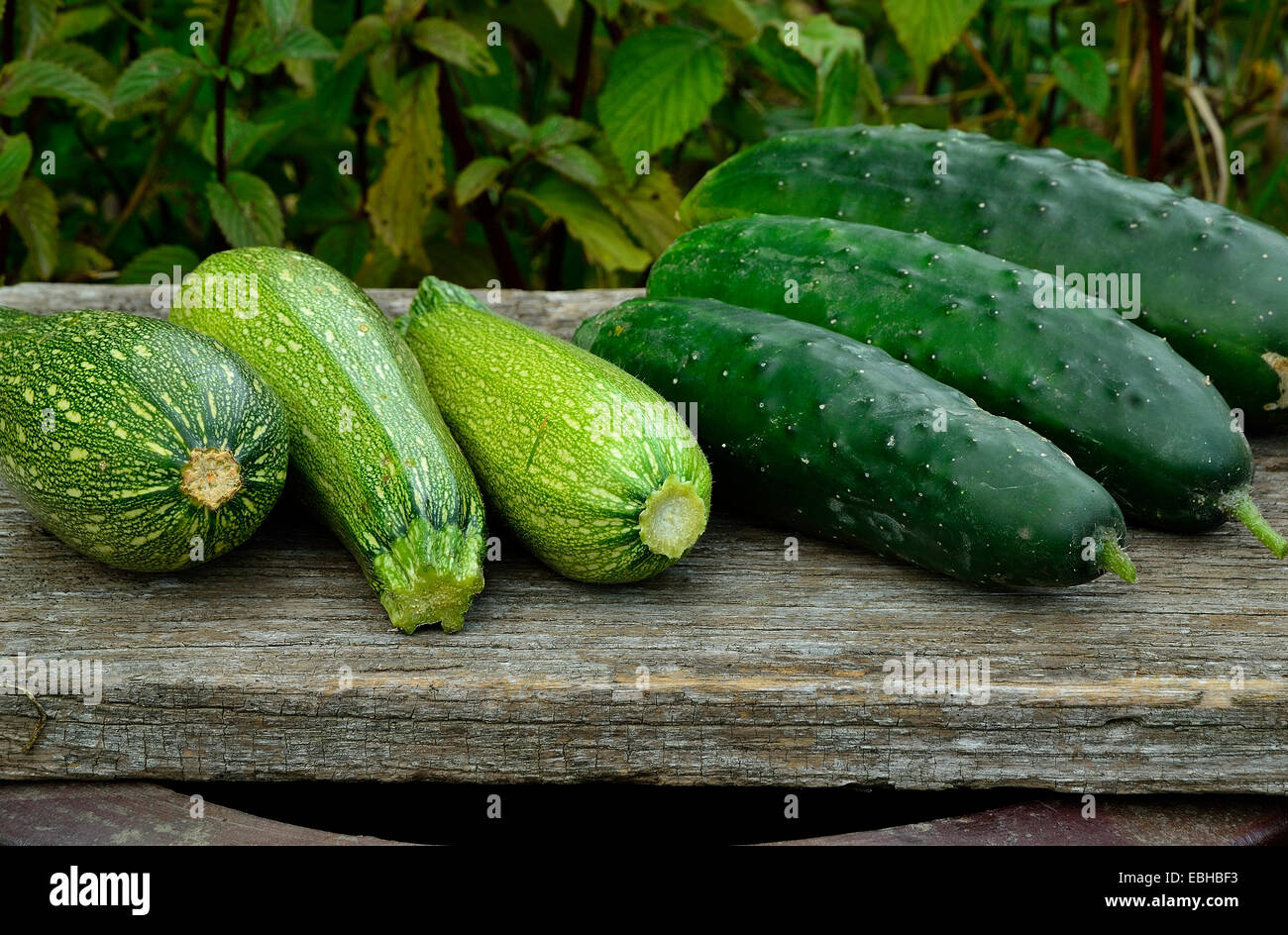 Harvest zucchinis (cucurbita pepo, and cucumbers (cucumis sativus) from ...