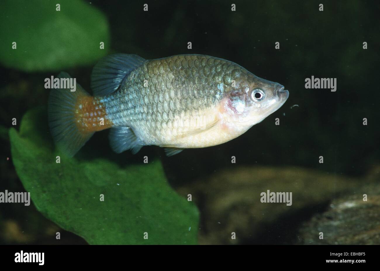 Eiseni hi-res stock photography and images - Alamy