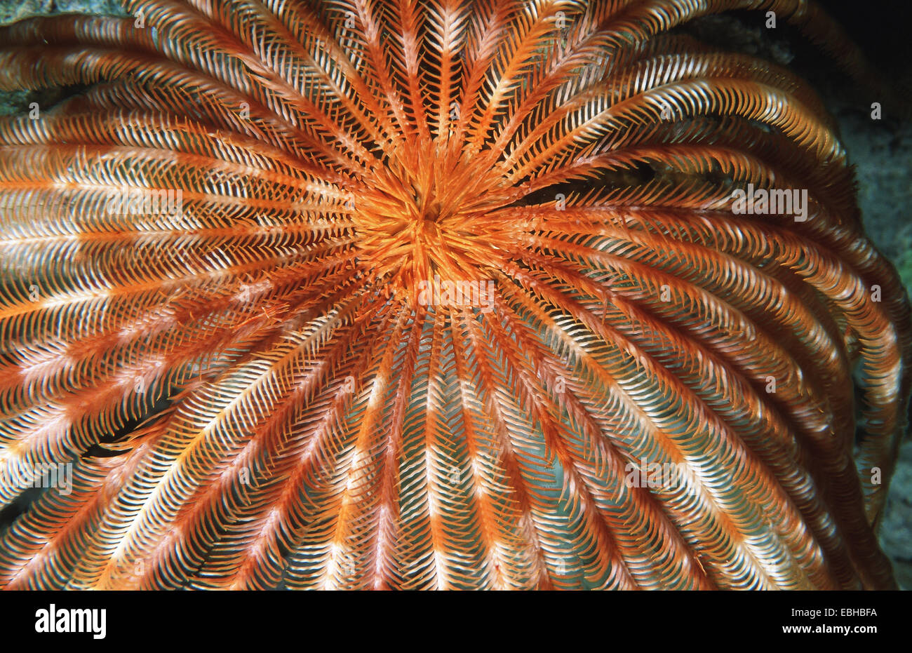 Sea lily feather star feather stars sea lilies hi-res stock photography ...