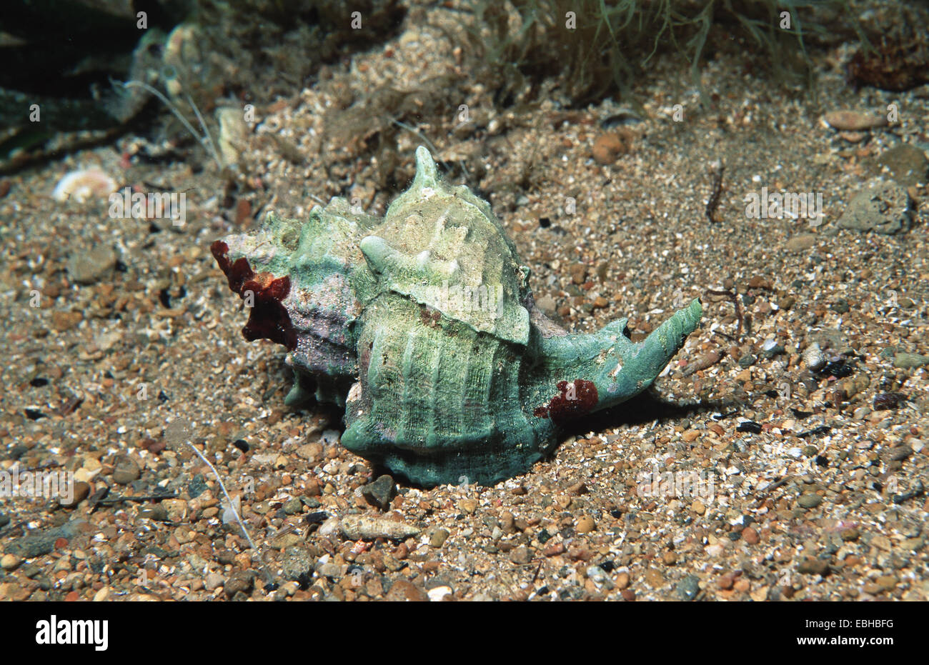 trunk murex, trunculus murex (Trunculariopsis trunculus Stock Photo - Alamy