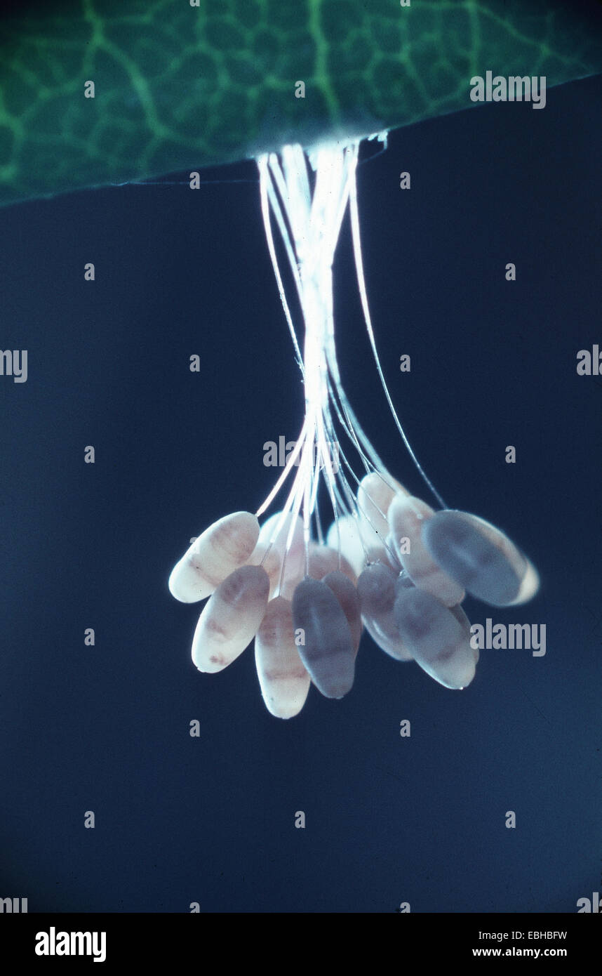 green lacewing, eggs (Chrysoperla), eggs Stock Photo - Alamy