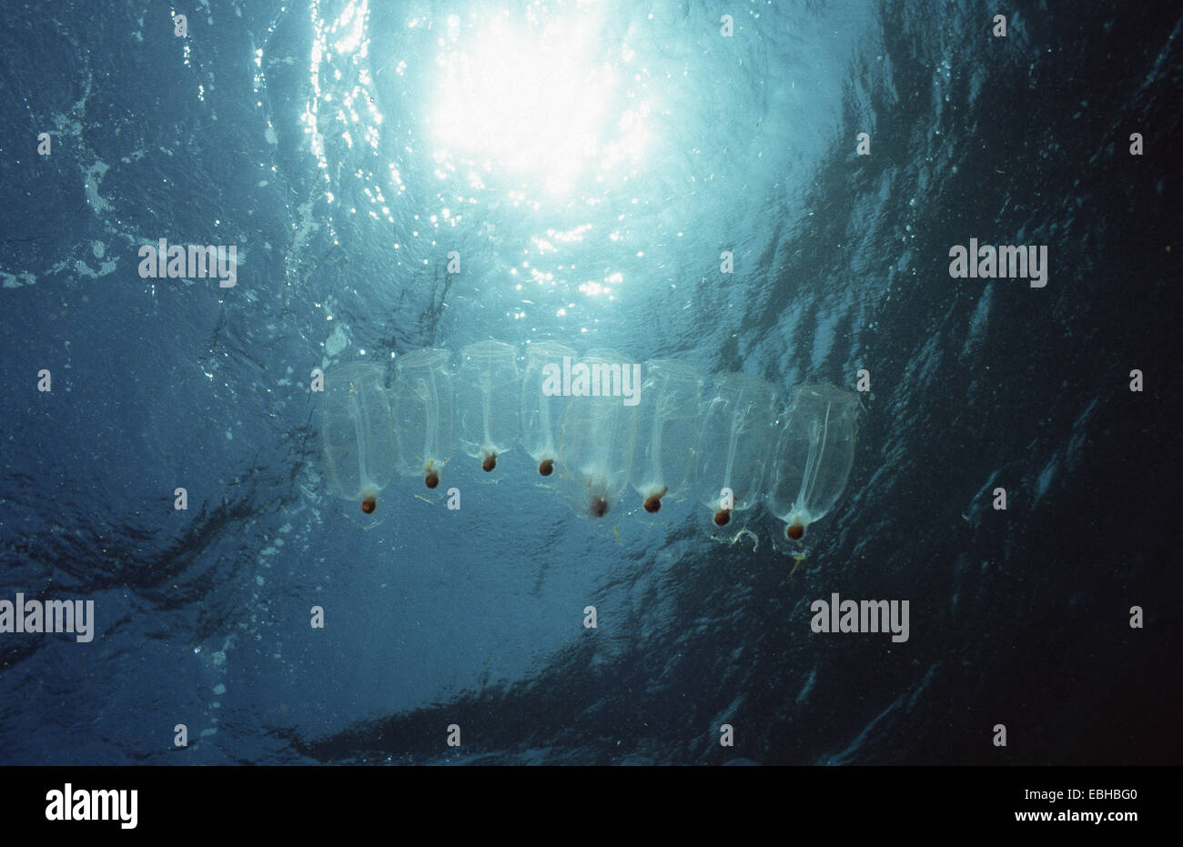 Salpen hi-res stock photography and images - Alamy