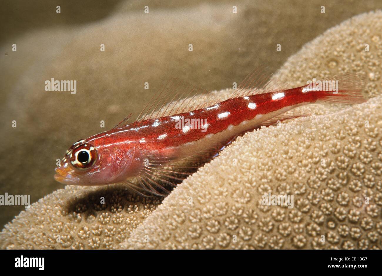 triple-fin blenny (Helcogramma maldivensis Stock Photo - Alamy
