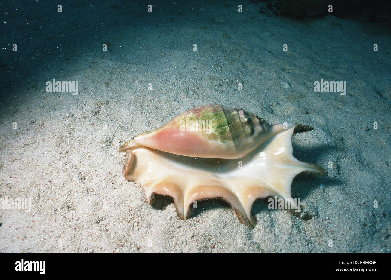 common spider conch, smooth spider conch (Lambis lambis Stock Photo - Alamy