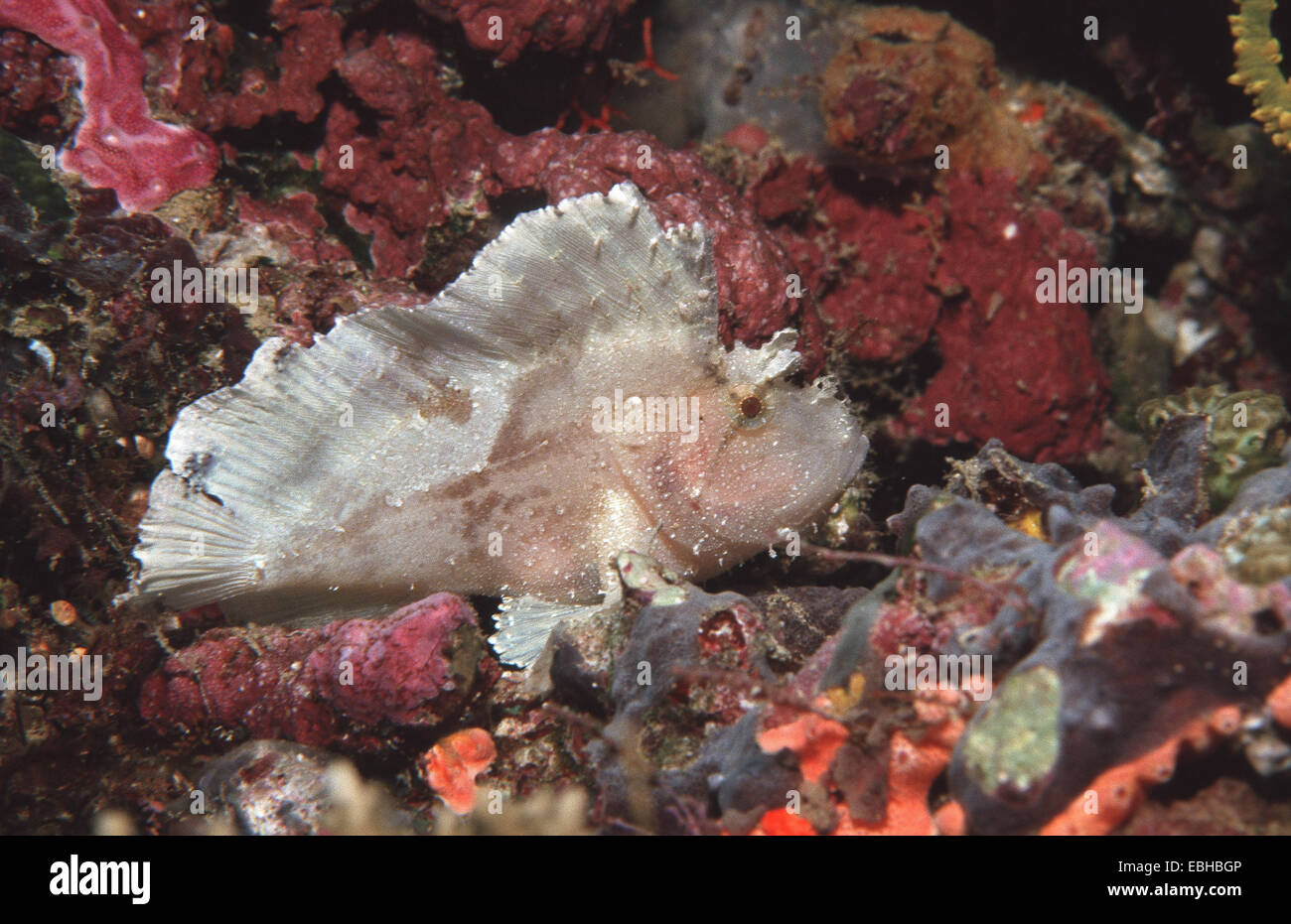 Leaf scorpionfish taenionotus triacanthus hi-res stock photography and ...