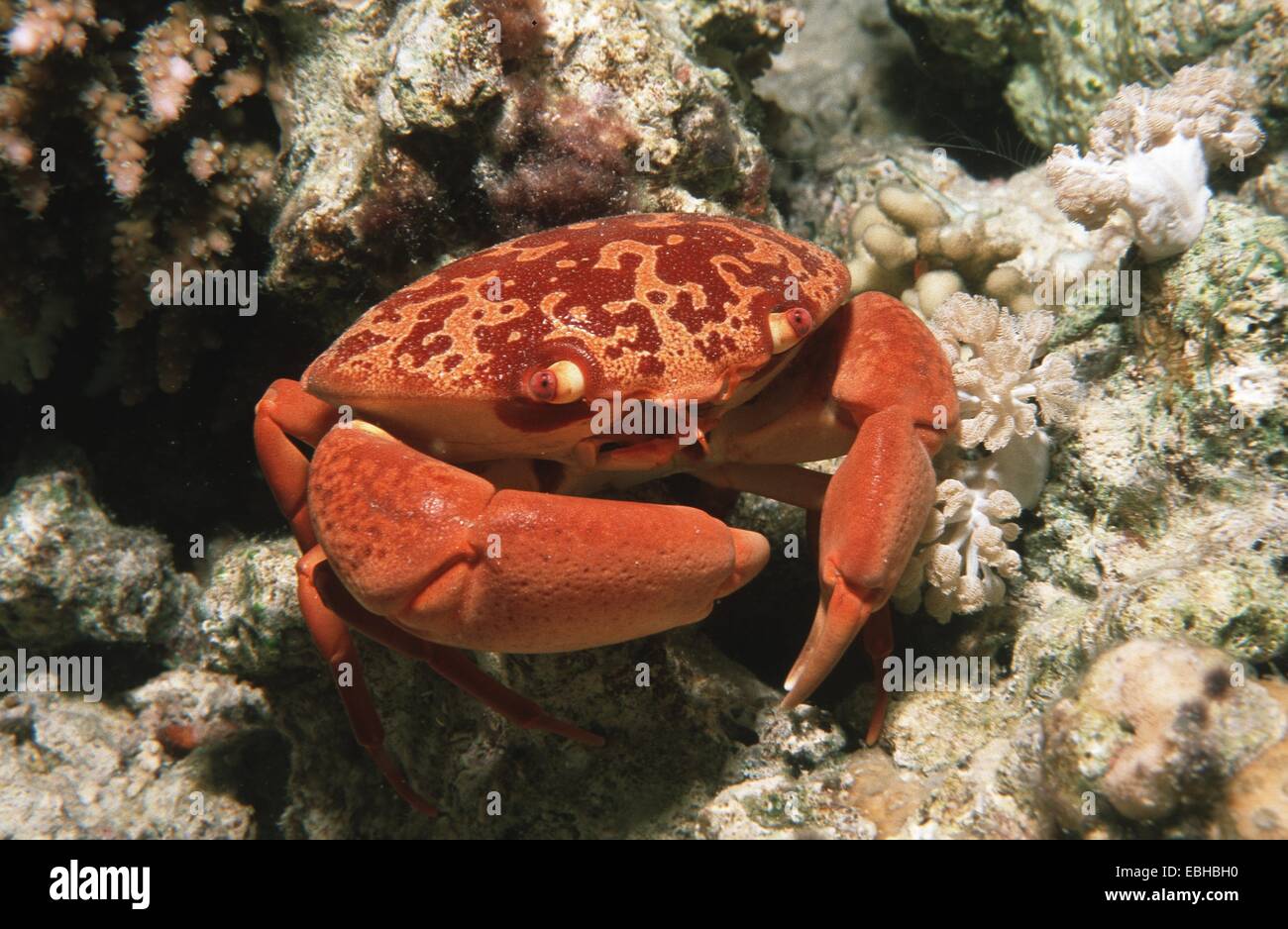 Convexus hi-res stock photography and images - Alamy