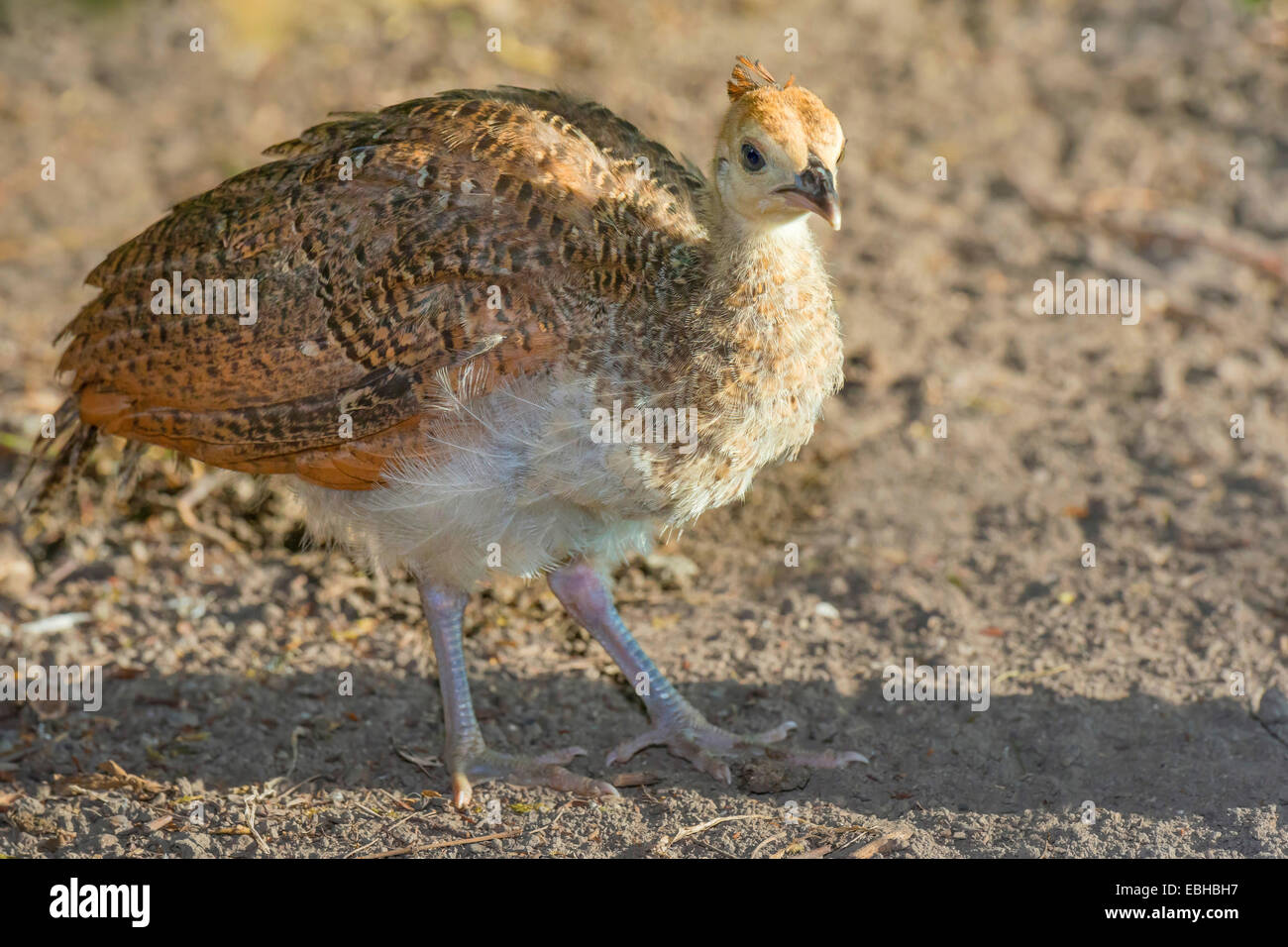 Common peafowl, Indian peafowl, blue peafowl (Pavo cristatus), chick on ...