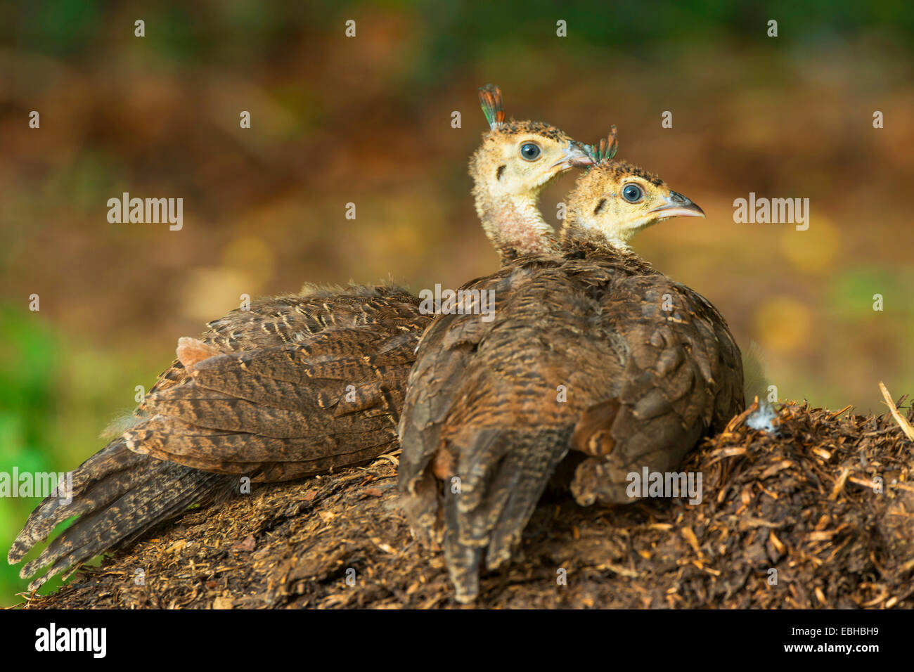 Indian peafowl baby hi-res stock photography and images - Alamy