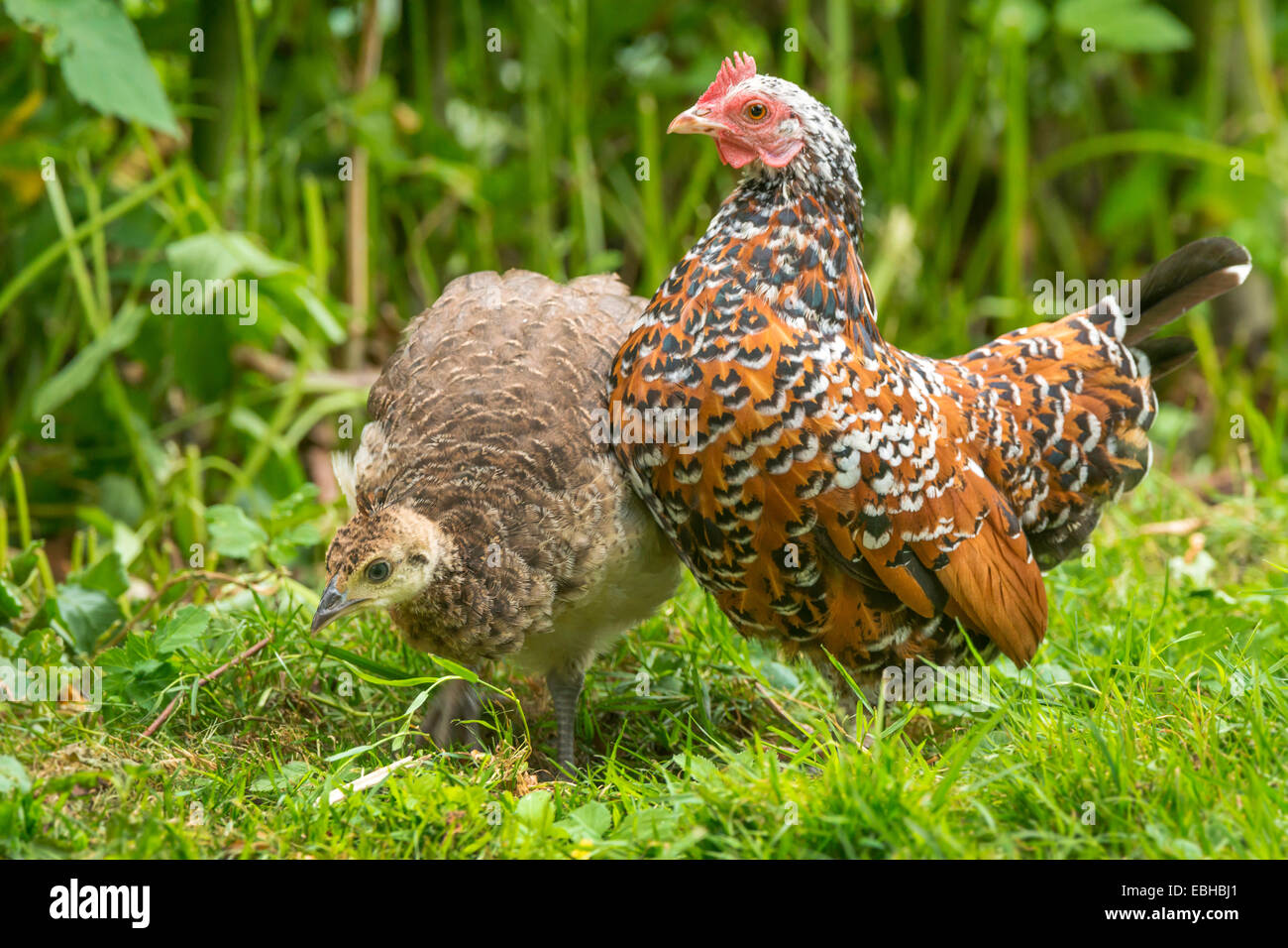 Common peafowl, Indian peafowl, blue peafowl (Pavo cristatus), chick ...