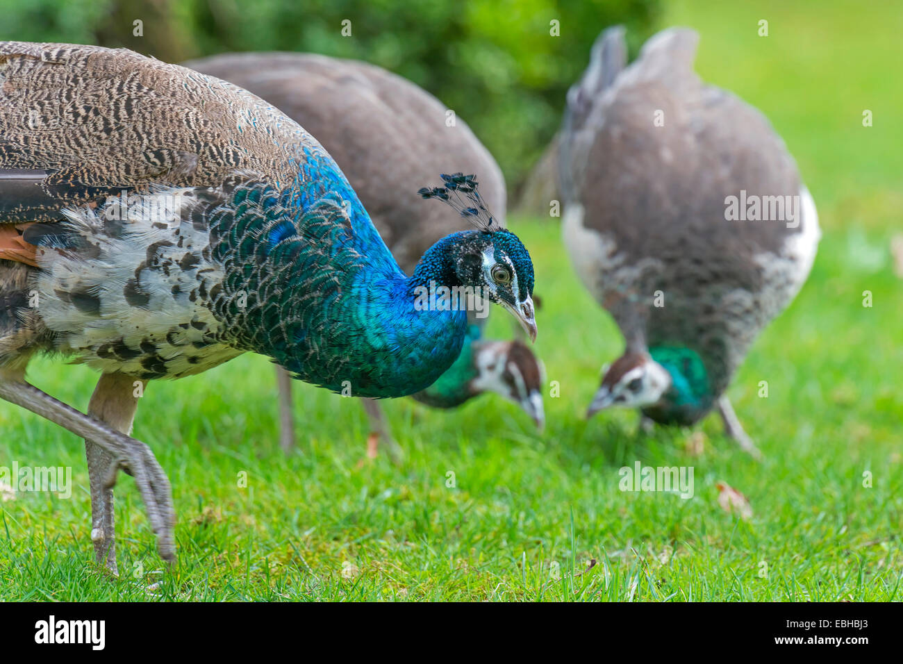 Common peafowl, Indian peafowl, blue peafowl (Pavo cristatus), young ...