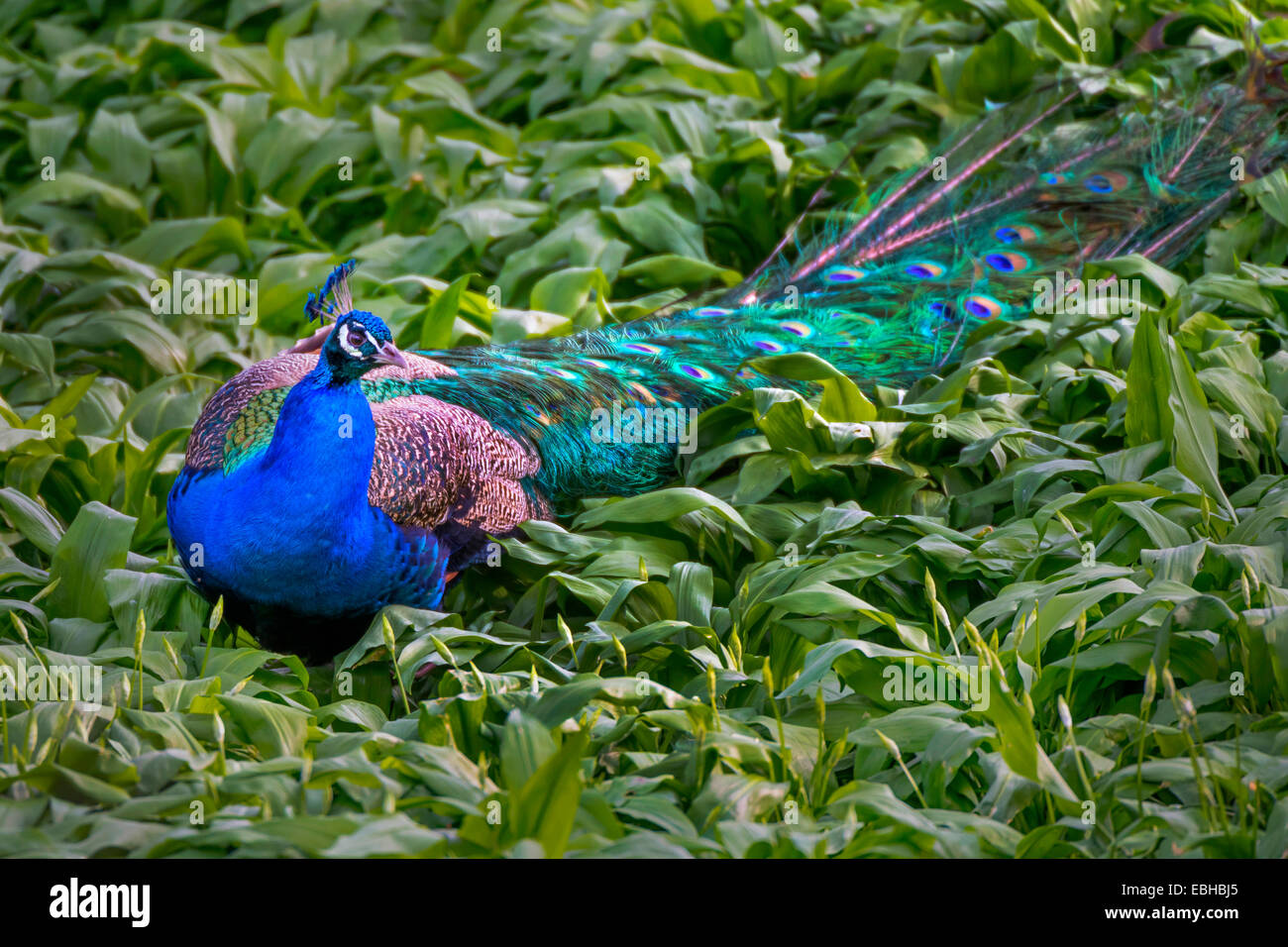 Common peafowl, Indian peafowl, blue peafowl (Pavo cristatus), female ...