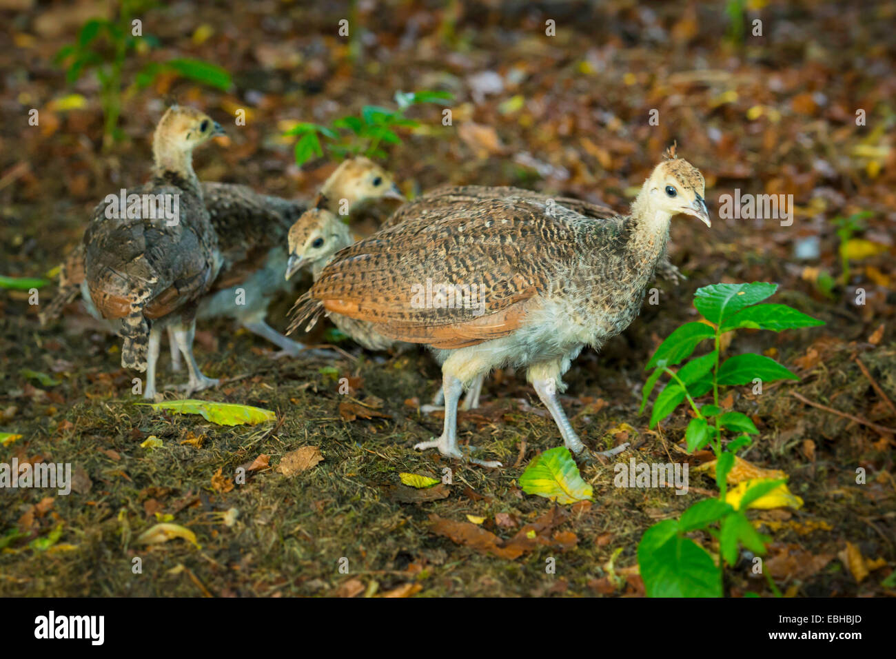Common peafowl, Indian peafowl, blue peafowl (Pavo cristatus), four ...