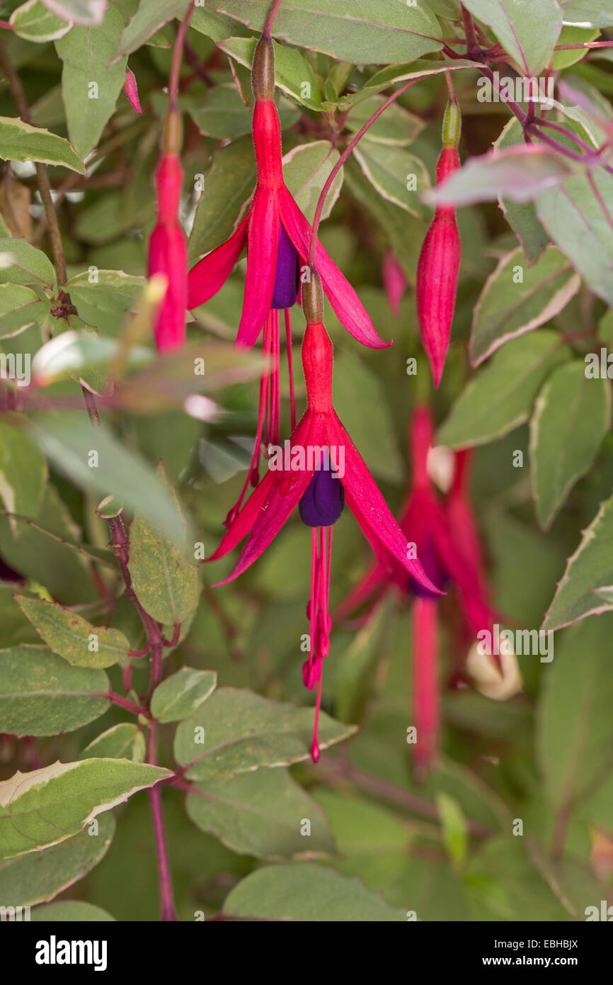 Native Fuchsia Plant High Resolution Stock Photography and Images - Alamy