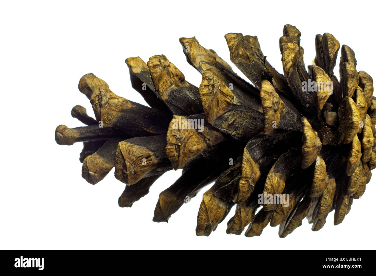 Scotch pine, Scots pine (Pinus sylvestris), cone of pine Stock Photo ...