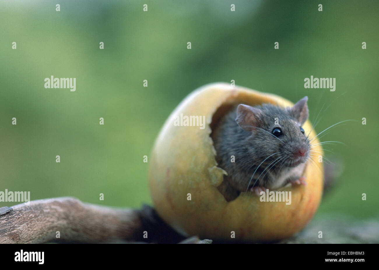 Mouse (Mus musculus Stock Photo - Alamy