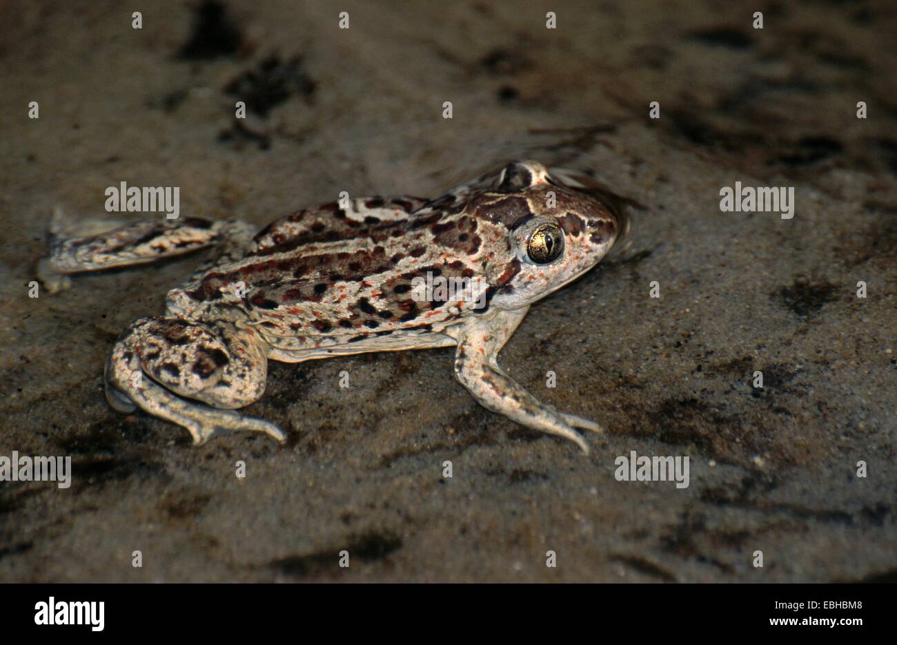 common spadefoot (garlic toad) (Pelobates fuscus), Apr 96 Stock Photo ...
