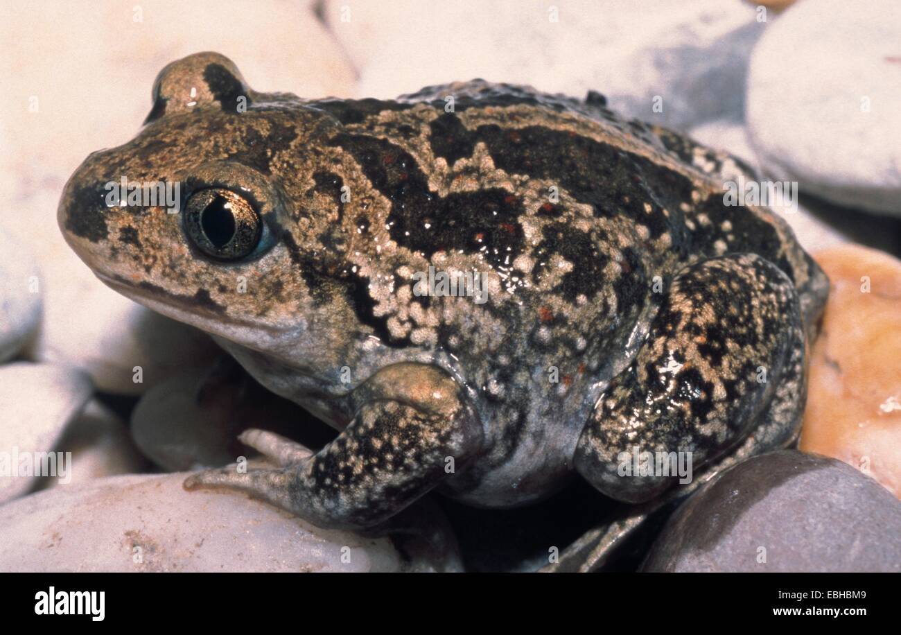common spadefoot (garlic toad) (Pelobates fuscus Stock Photo - Alamy