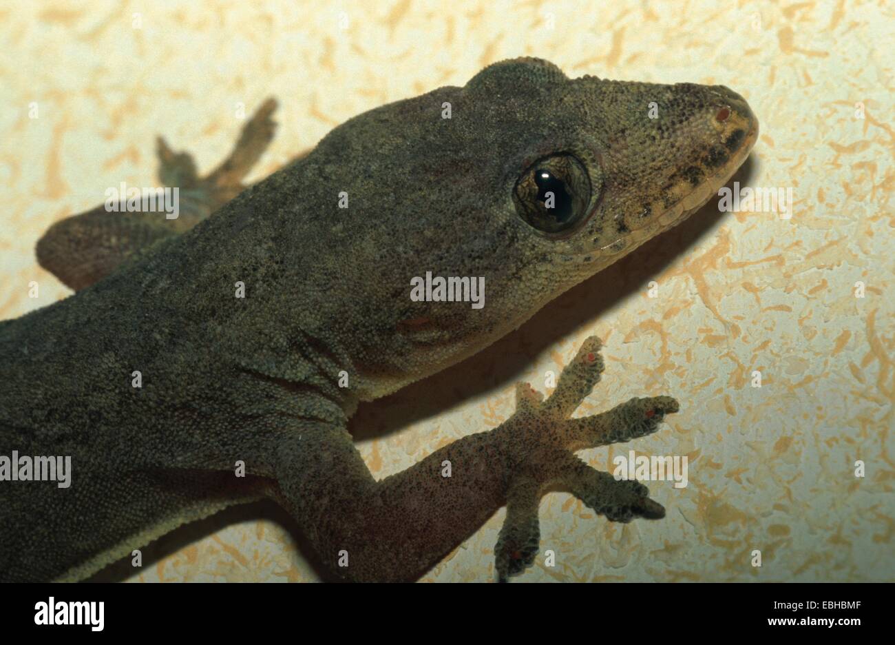 Asian leaf-toed gecko, Asian house gecko, cheechak (Hemidactylus ...