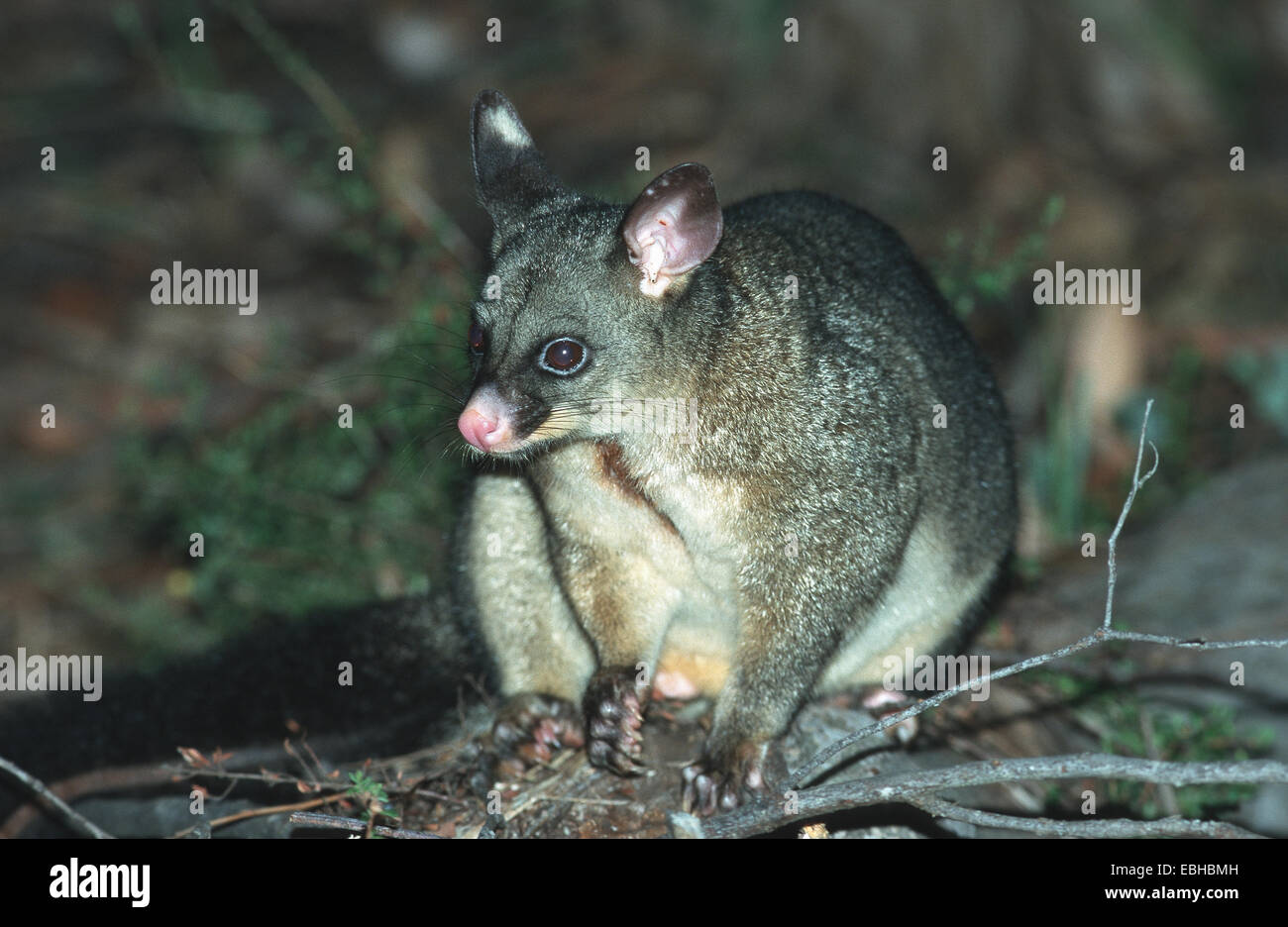common brush-tailed possum (Trichosurus vulpecula Stock Photo - Alamy