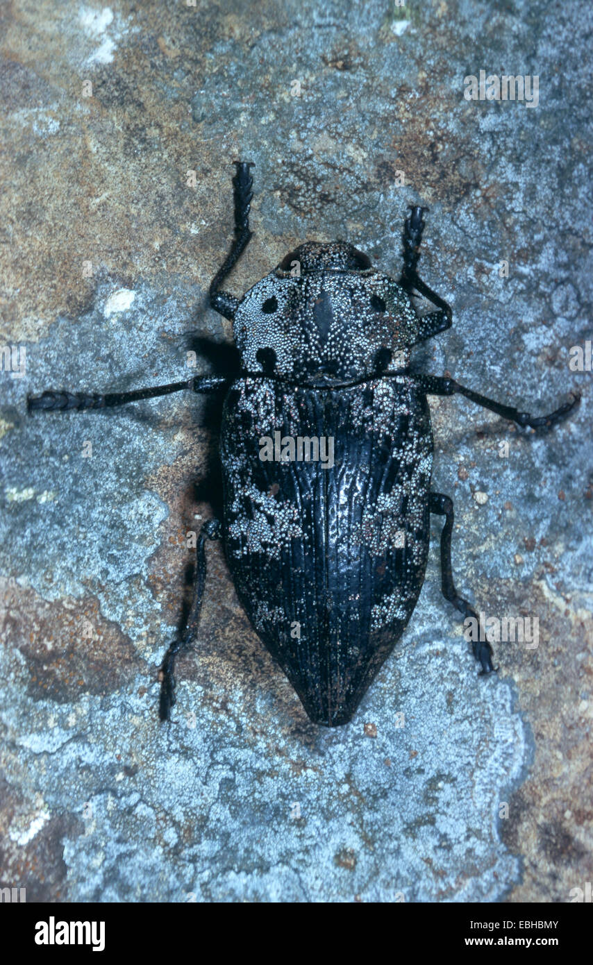 Buprestid beetles hi-res stock photography and images - Alamy