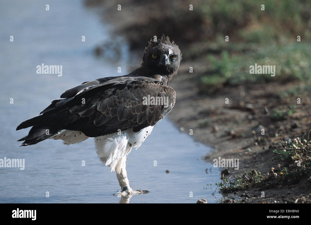Martial eagle (Polemaetus bellicosus Stock Photo - Alamy