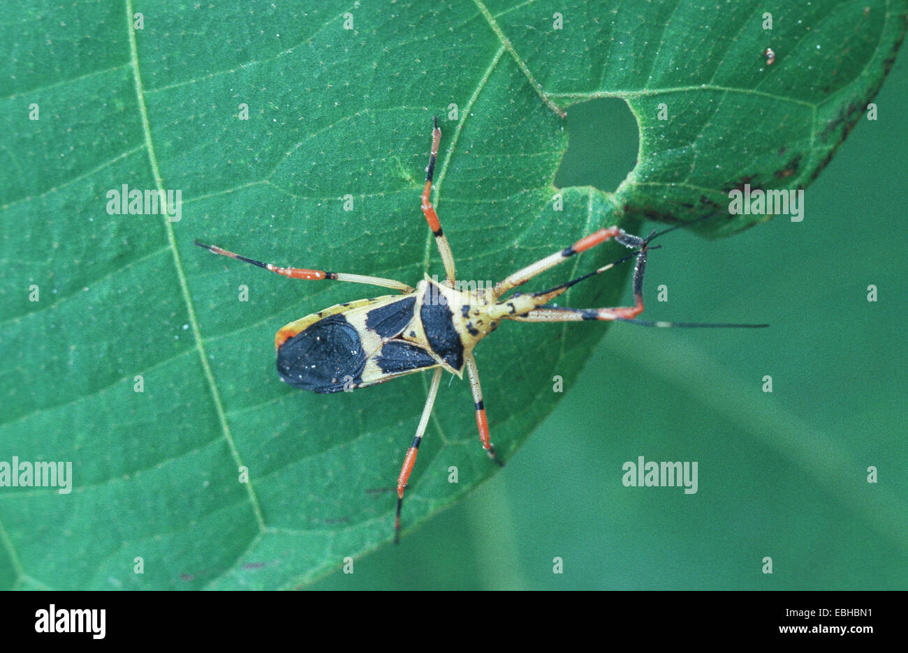 Tropical bug hi-res stock photography and images - Alamy