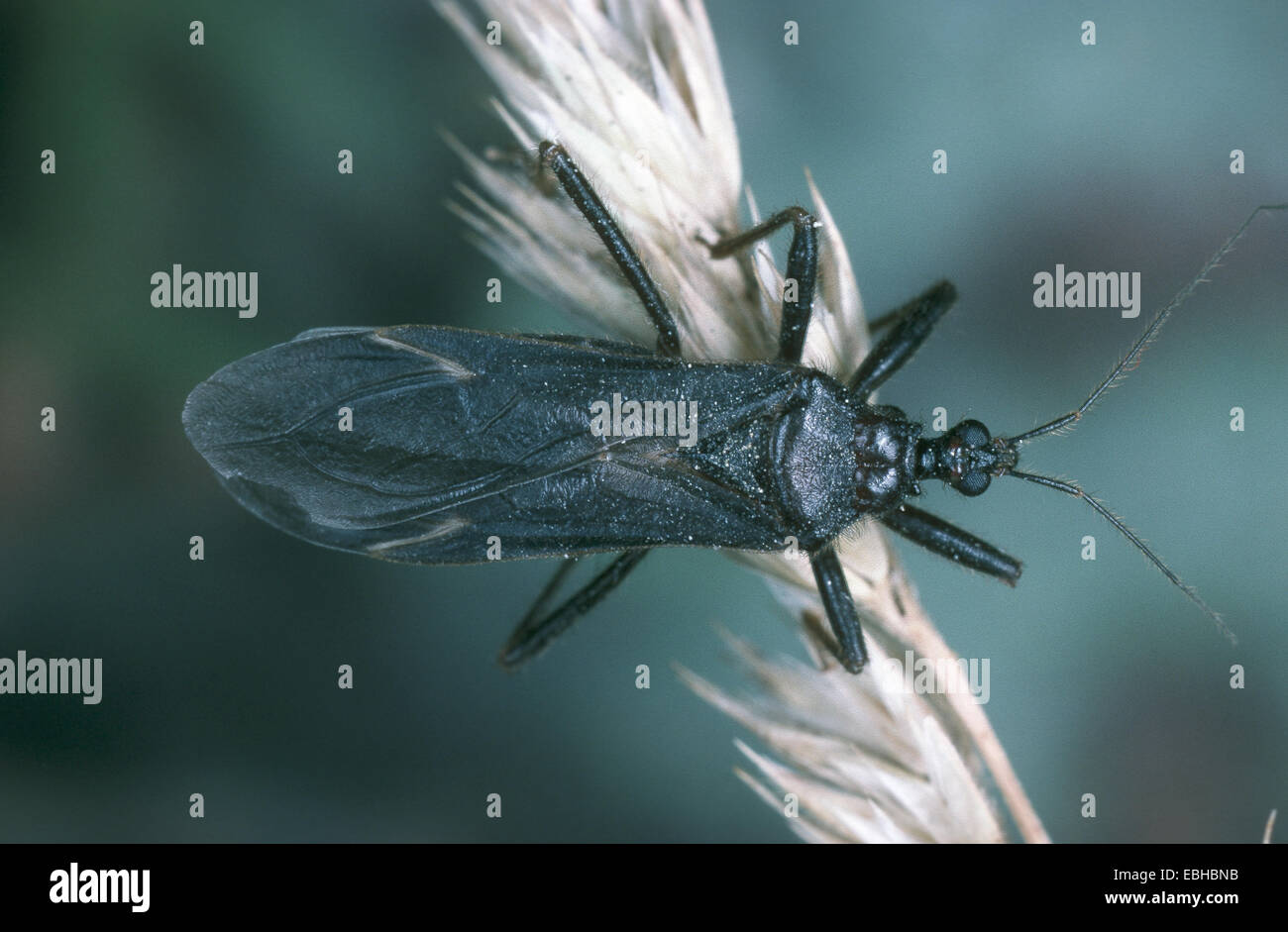masked hunter bug (fly bug) (Reduvius personatus Stock Photo - Alamy