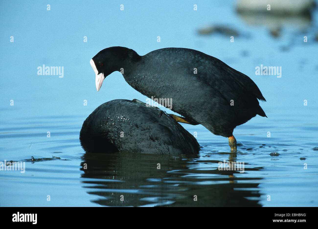 black coot (Fulica atra Stock Photo - Alamy