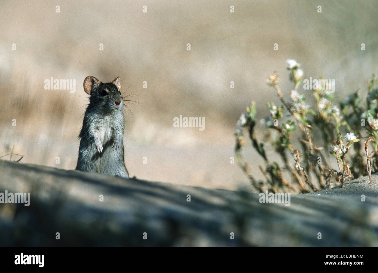 four-striped grass mouse, striped mouse (Rhabdomys pumilio), standing ...