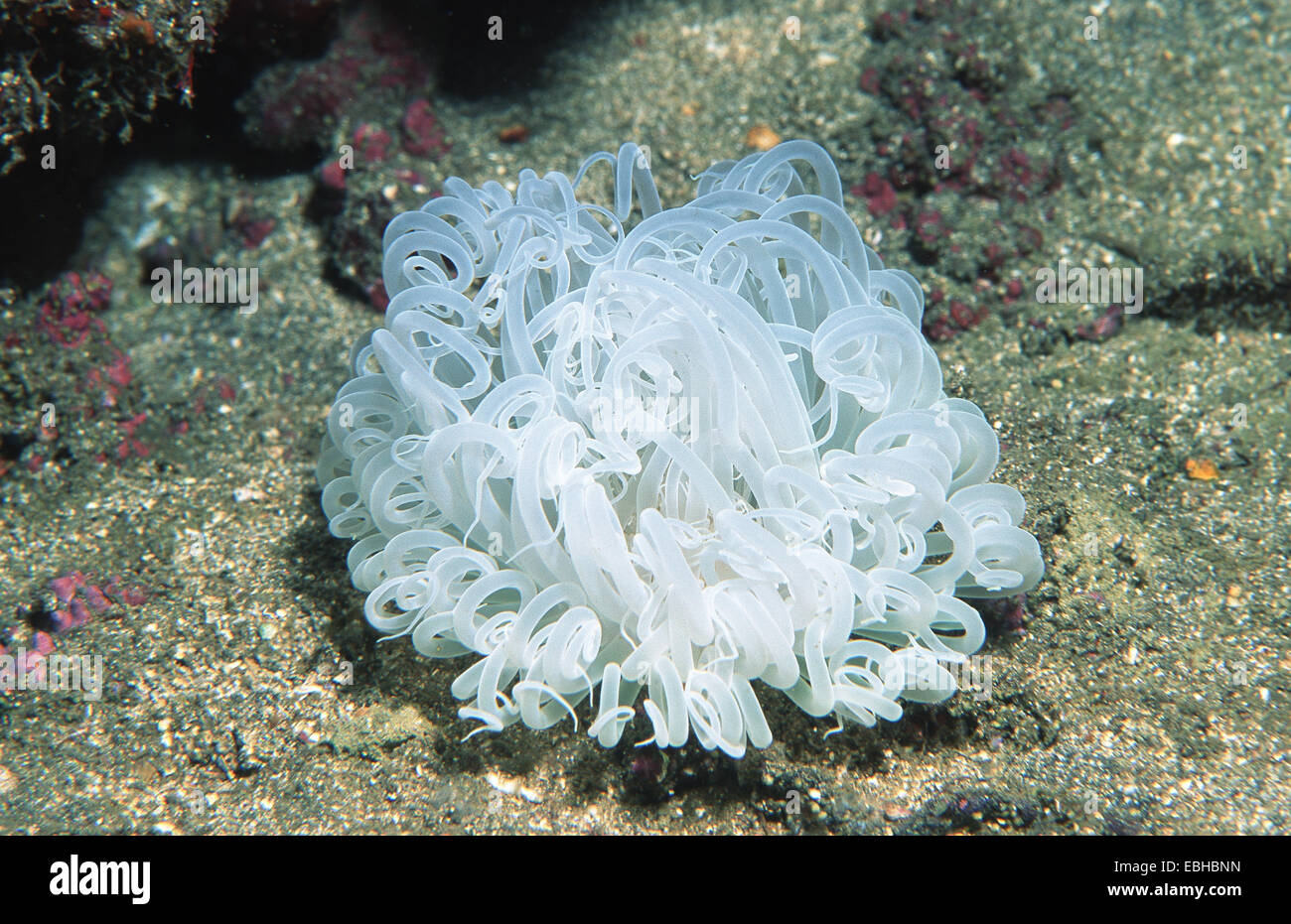 tube anemone, cylinder anemone (Ceriantharia Stock Photo - Alamy