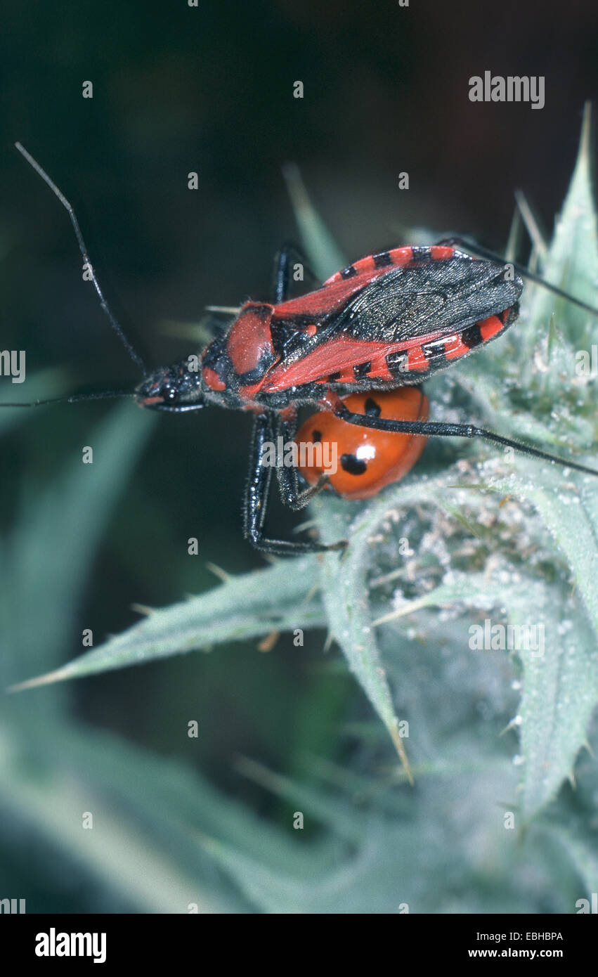 assassin bug (Rhinocoris iracundus Stock Photo - Alamy