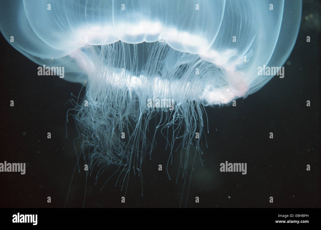 moon jellyfish (Aurelia aurita), tentacles Stock Photo - Alamy
