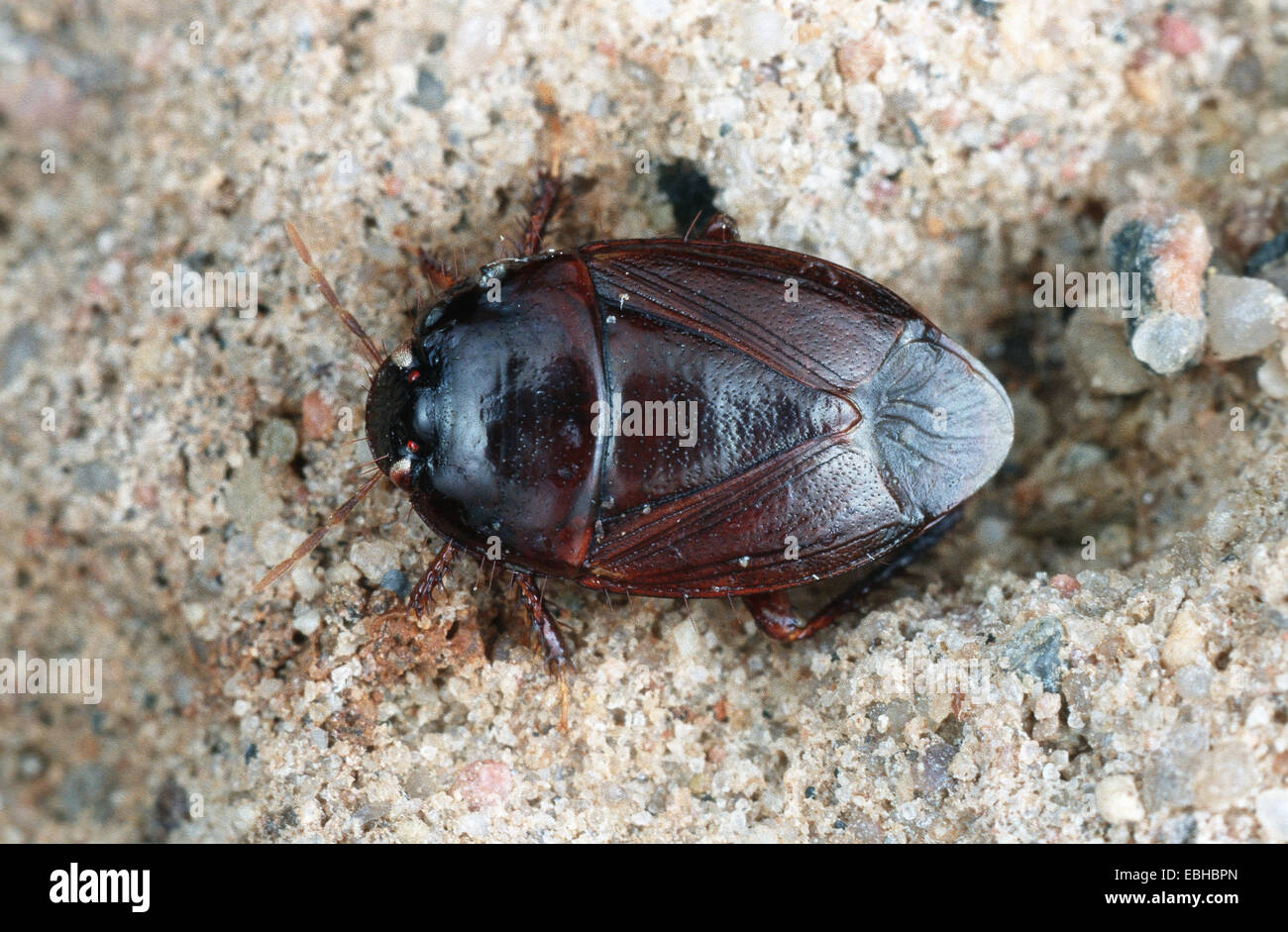 bug (Macroscytus brunneus Stock Photo - Alamy